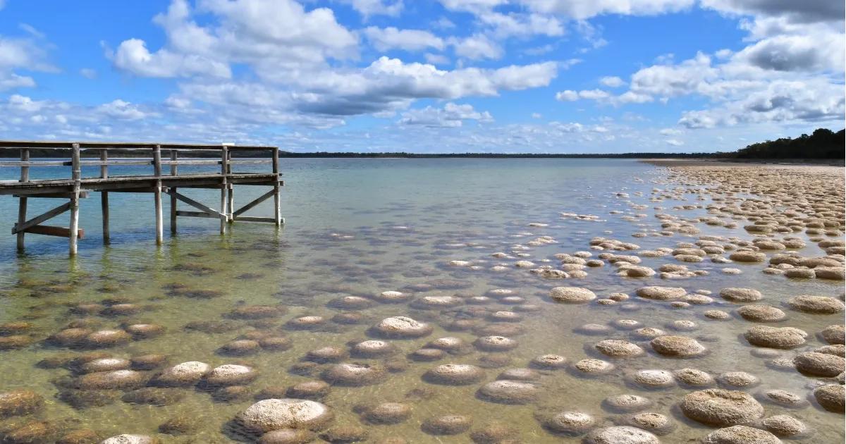 The Dawesy Hub - Protecting the Ancient Thrombolites of Lake Clifton