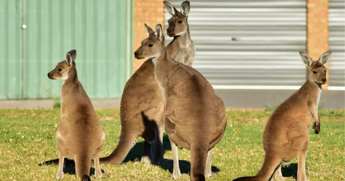 The Dawesy Hub - Protect Our Kangaroos: A Community Call to Action